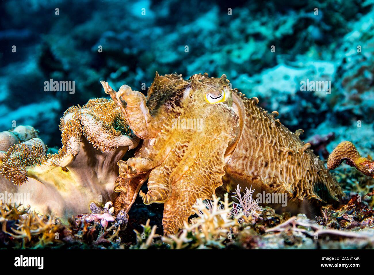 Cuttlefish swimming in reef, Raja Ampat, Indonesia Stock Photo - Alamy