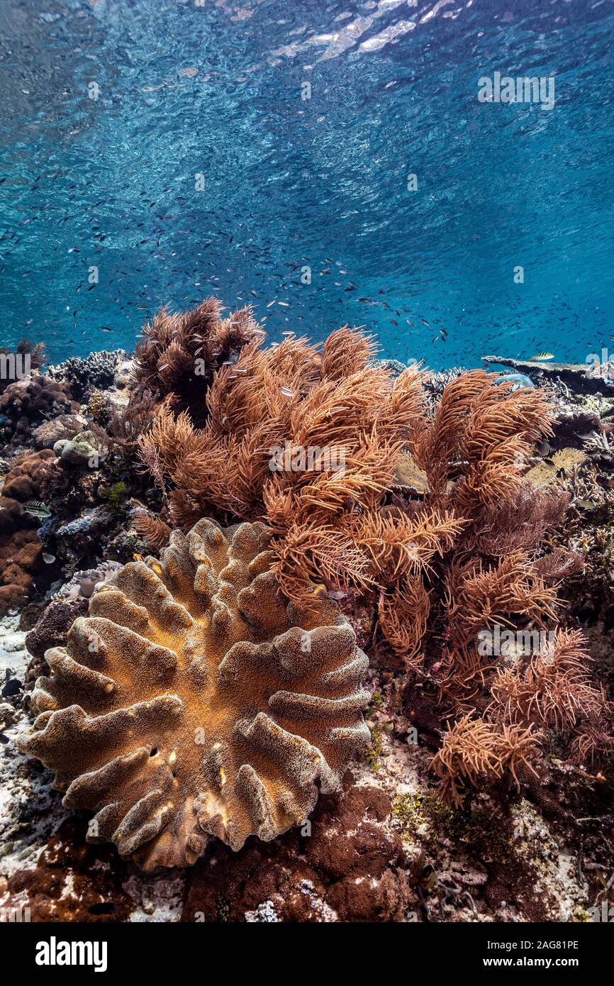 Coral reef scene underwater sunlight flares Stock Photo - Alamy