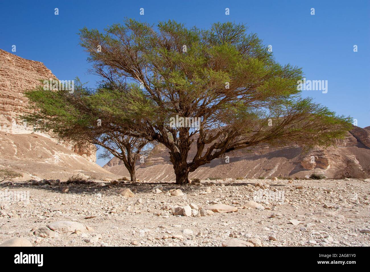 Shittah Tree Stock Photos & Shittah Tree Stock Images - Alamy
