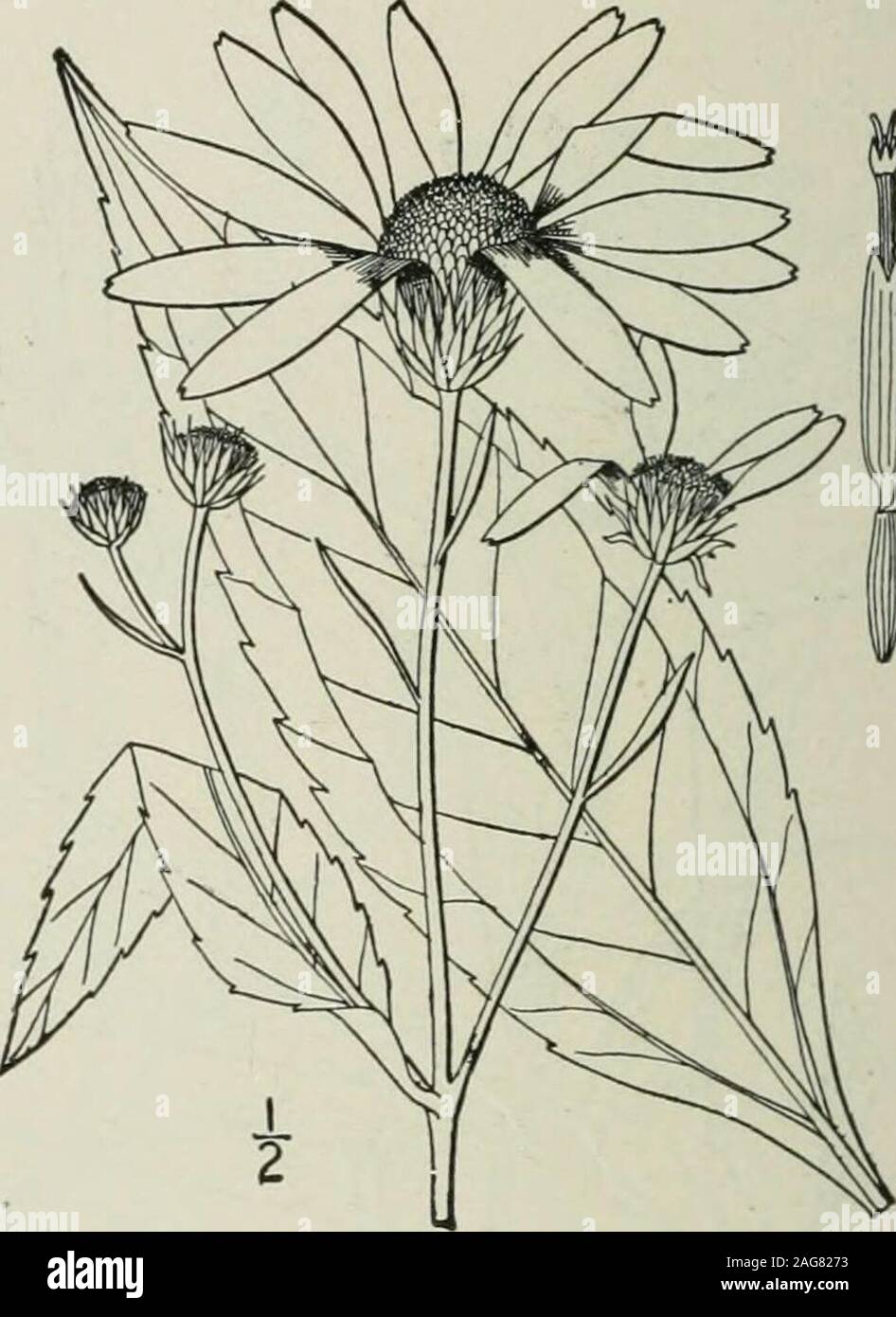 Puberulent hi-res stock photography and images - Alamy