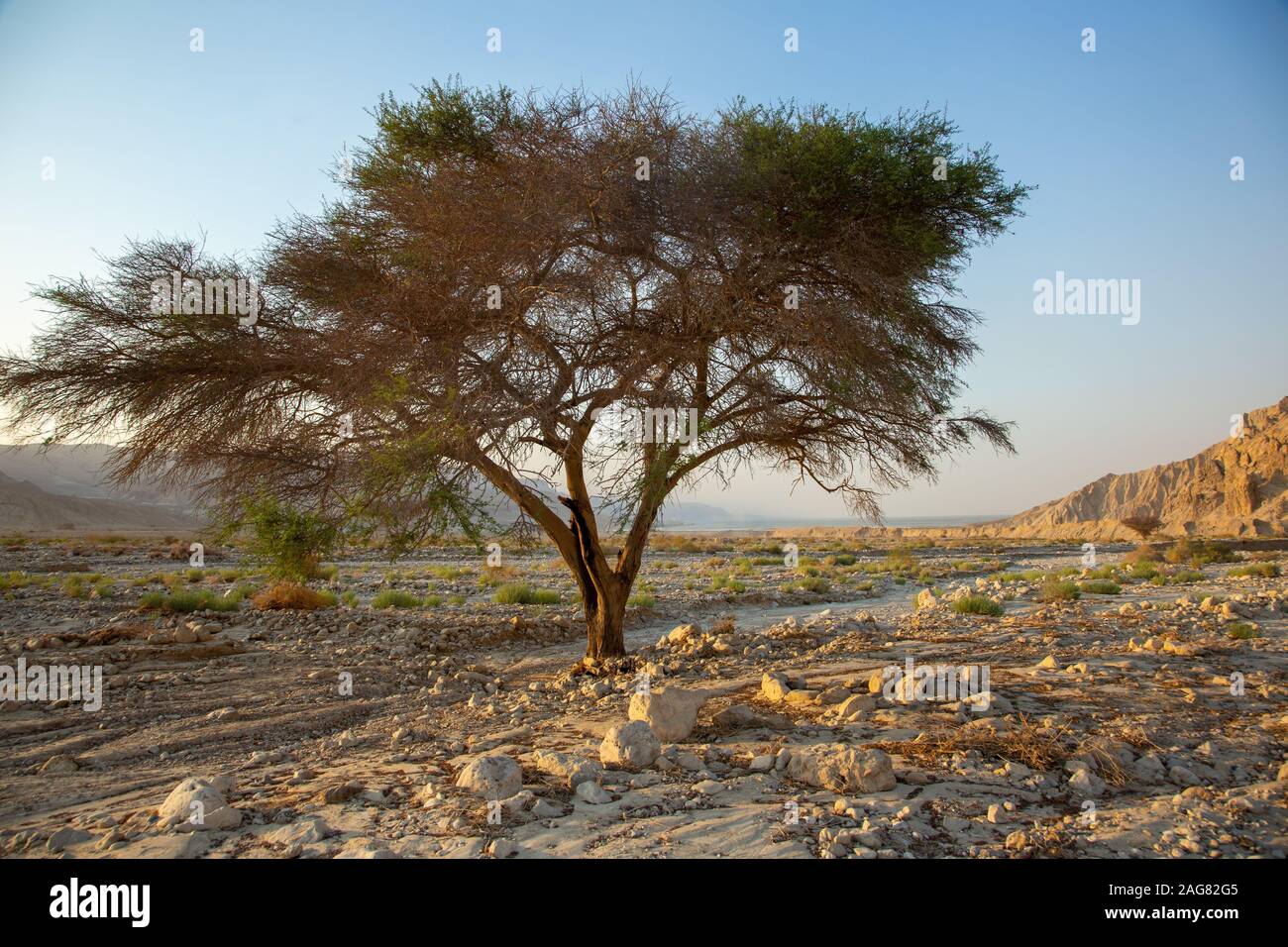 Shittah Tree Stock Photos & Shittah Tree Stock Images - Alamy