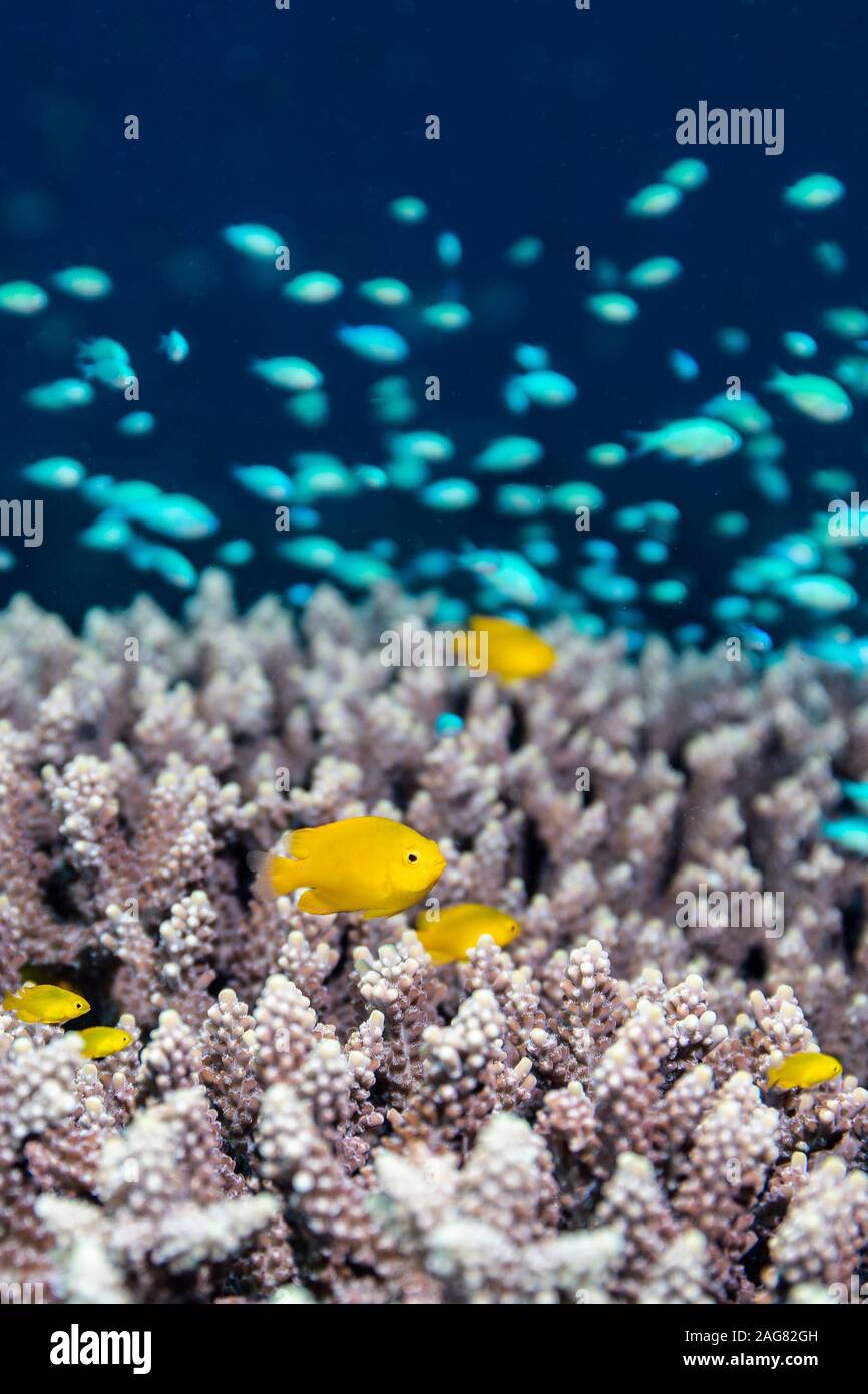 Small fish in colourful coral reef, Raja Ampat Indonesia Stock Photo ...
