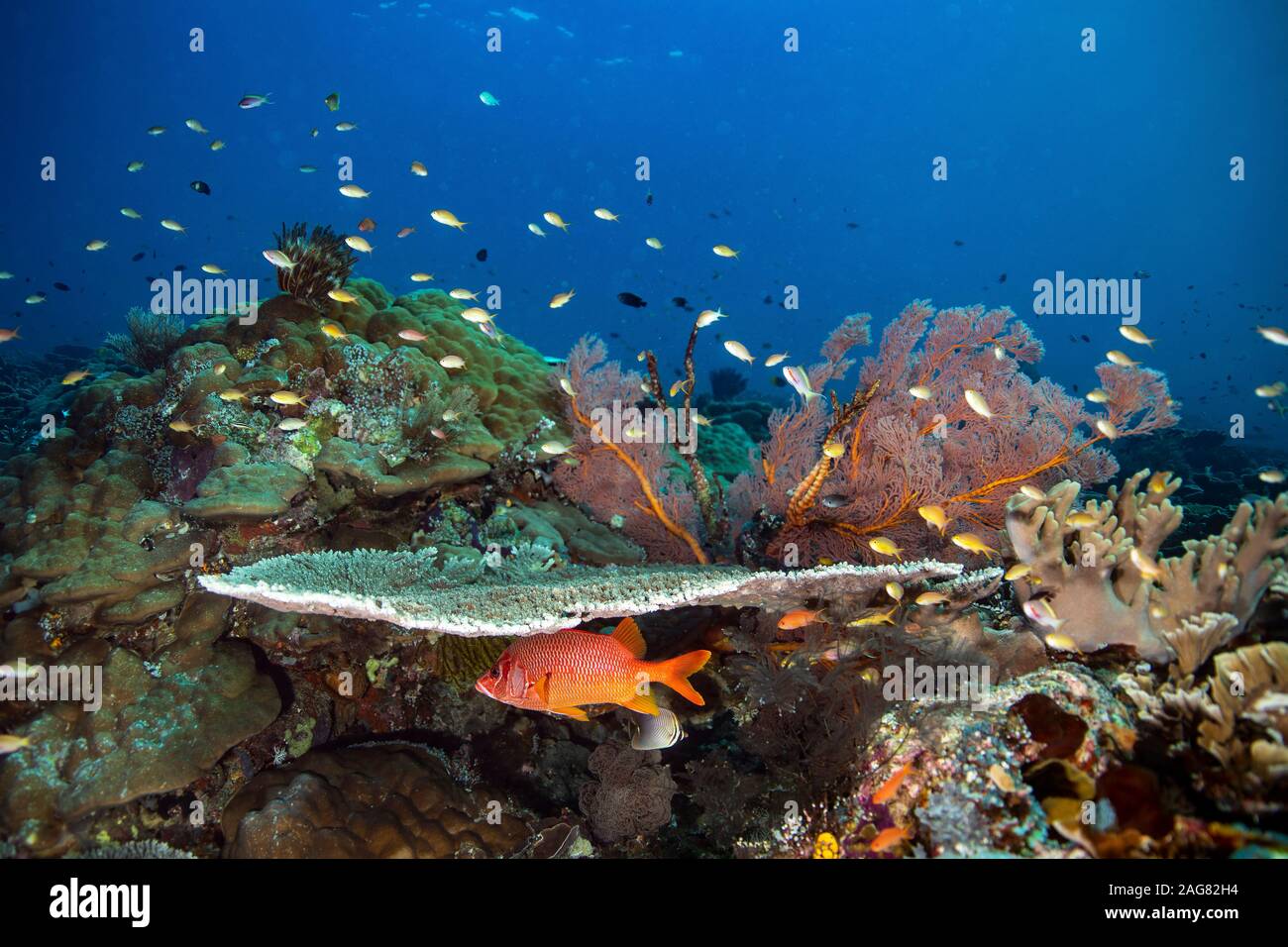 Small fish in colourful coral reef, Raja Ampat Indonesia Stock Photo ...