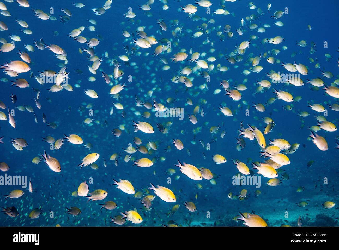Exploration diverse fish species hi-res stock photography and images ...
