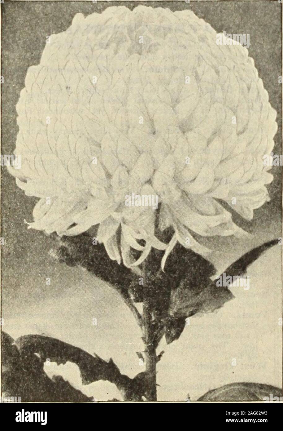 Reflexed red petals hi-res stock photography and images - Alamy