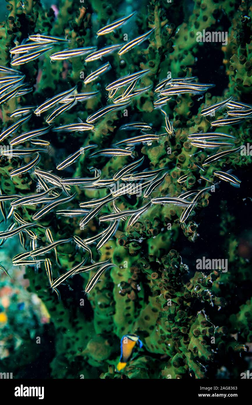 Diverse tropical fish and coral in scuba diving raja ampat, Indonesia ...