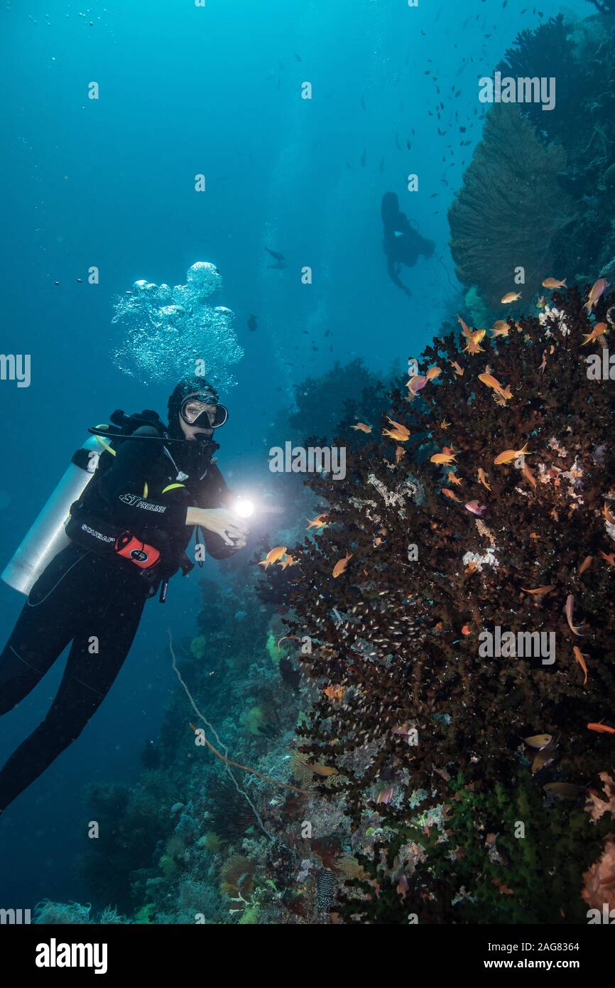 PADI Scuba diver diving in coral reef Raja Ampat, Indonesia Stock Photo ...