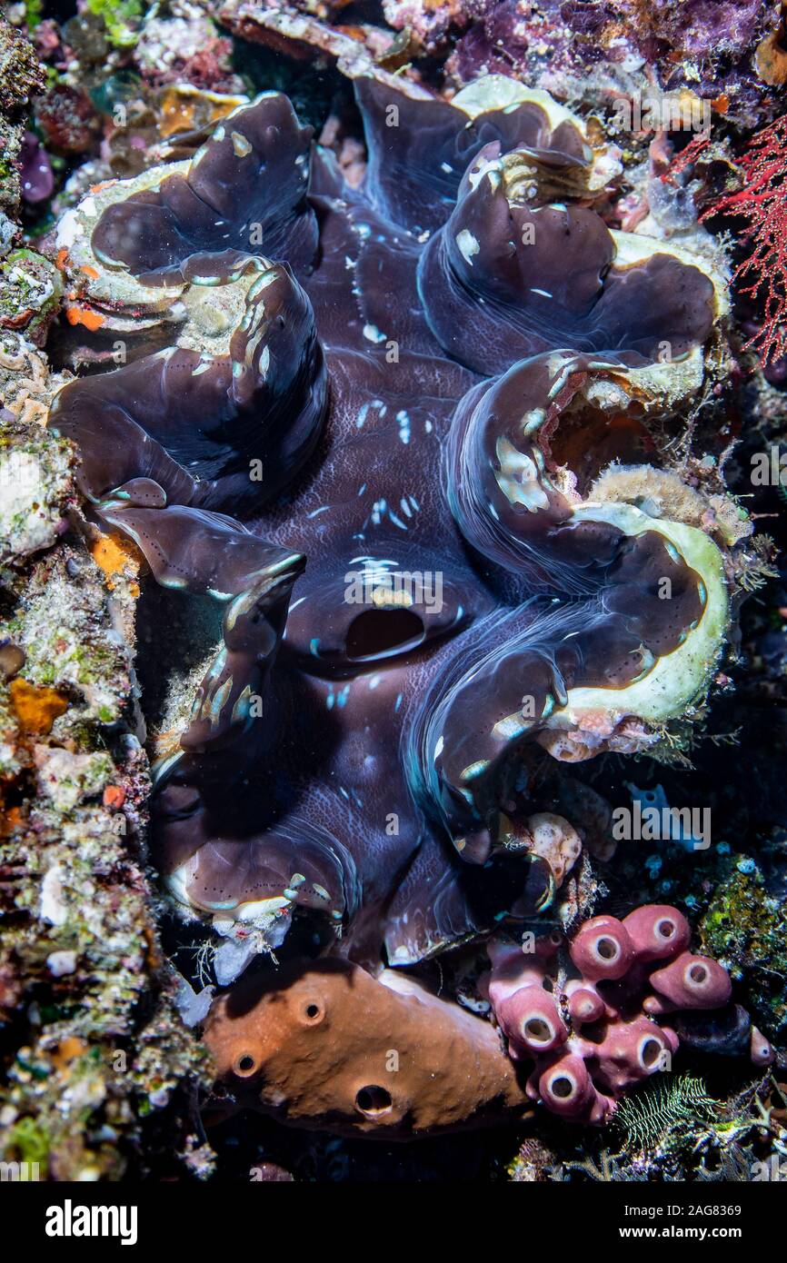 Importance in underwater habitats hi-res stock photography and images ...