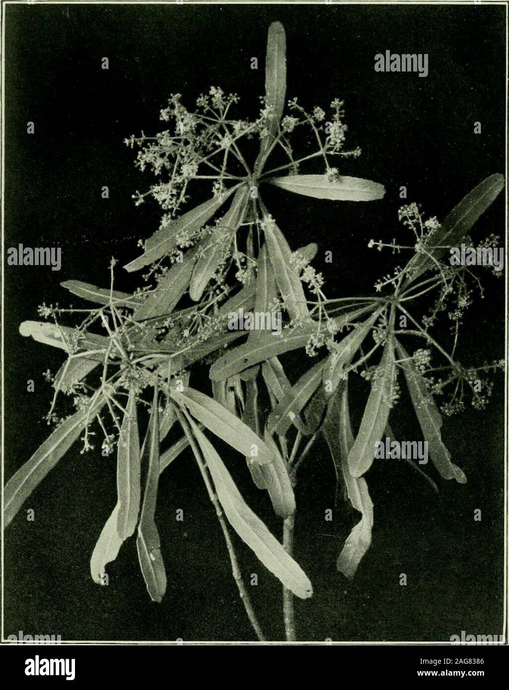 Leaves clasp stem hi-res stock photography and images - Alamy