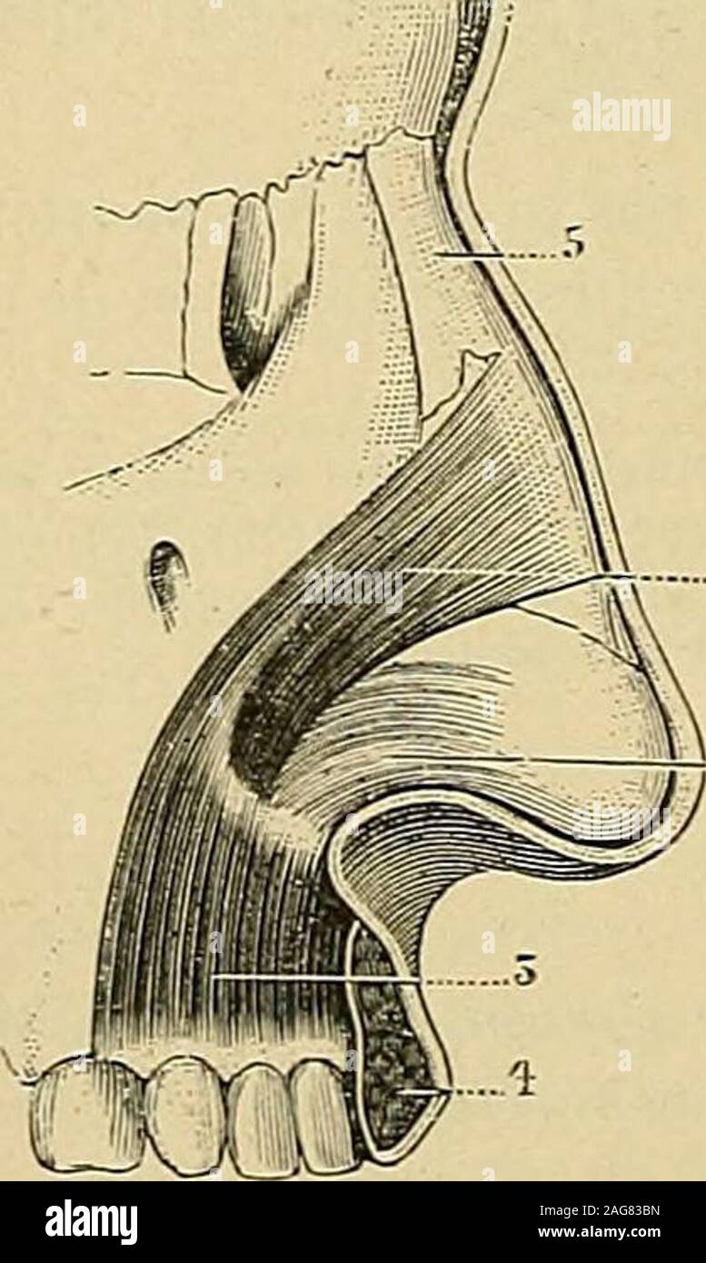 Anatomie du nez hi-res stock photography and images - Alamy