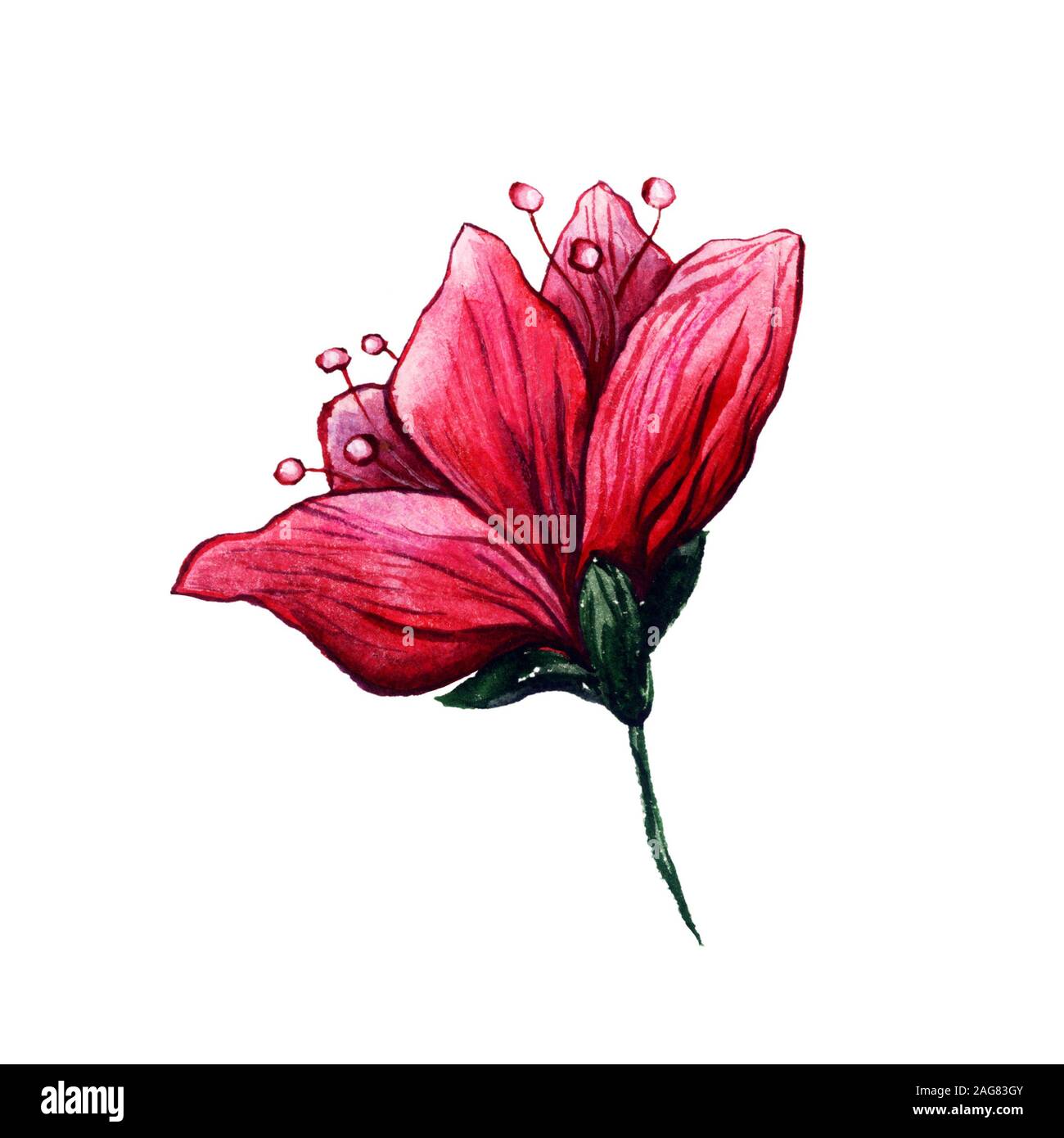 Japanese cherry or red sakura isolated clipart. Pink floral drawings on white background. Botanical illustration Stock Photo Alamy
