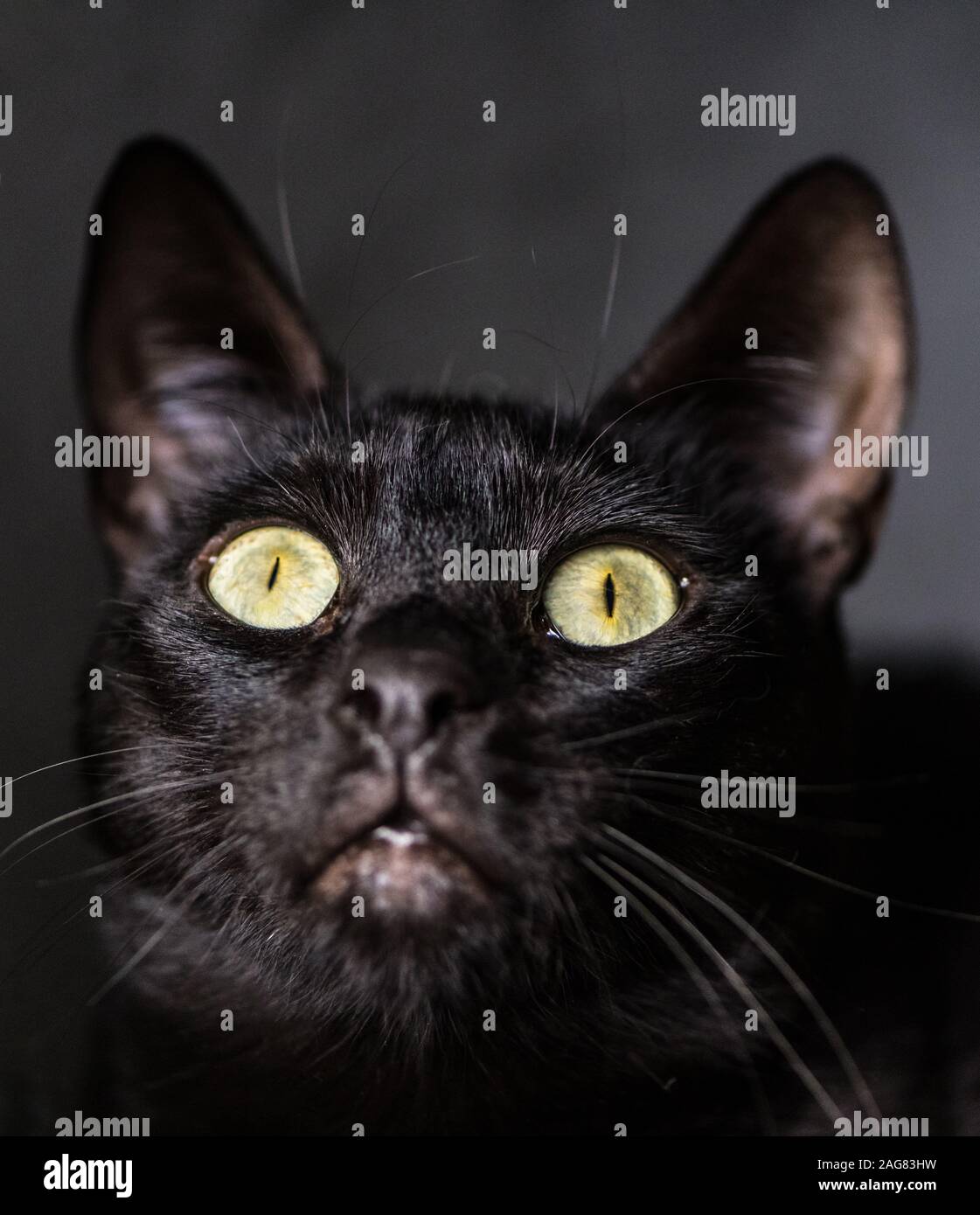 Black cat close up hi-res stock photography and images - Alamy