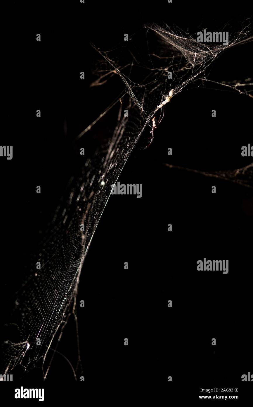 Vertical grayscale shot of an abstract spider web on black background ...