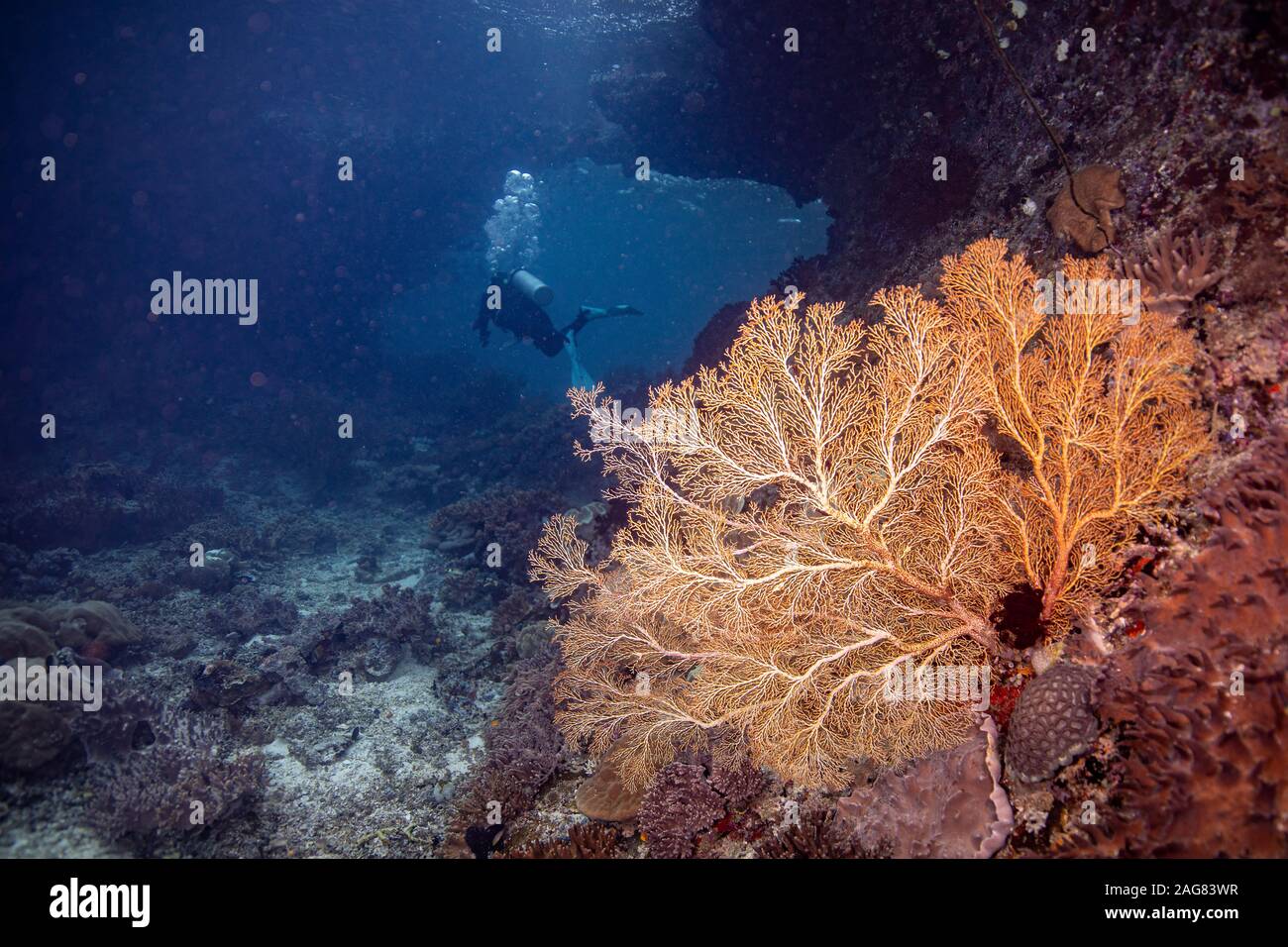 PADI Scuba diver diving in coral reef Raja Ampat, Indonesia Stock Photo ...