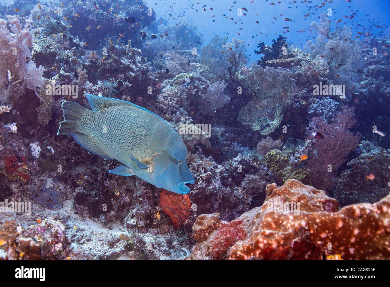 Parrot fish hi-res stock photography and images - Alamy
