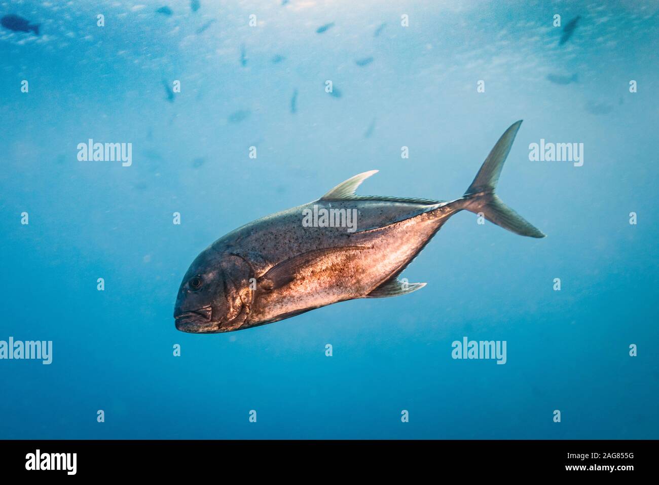 giant trivially in tropical blue water, Raja Ampat, Indonesia Stock ...