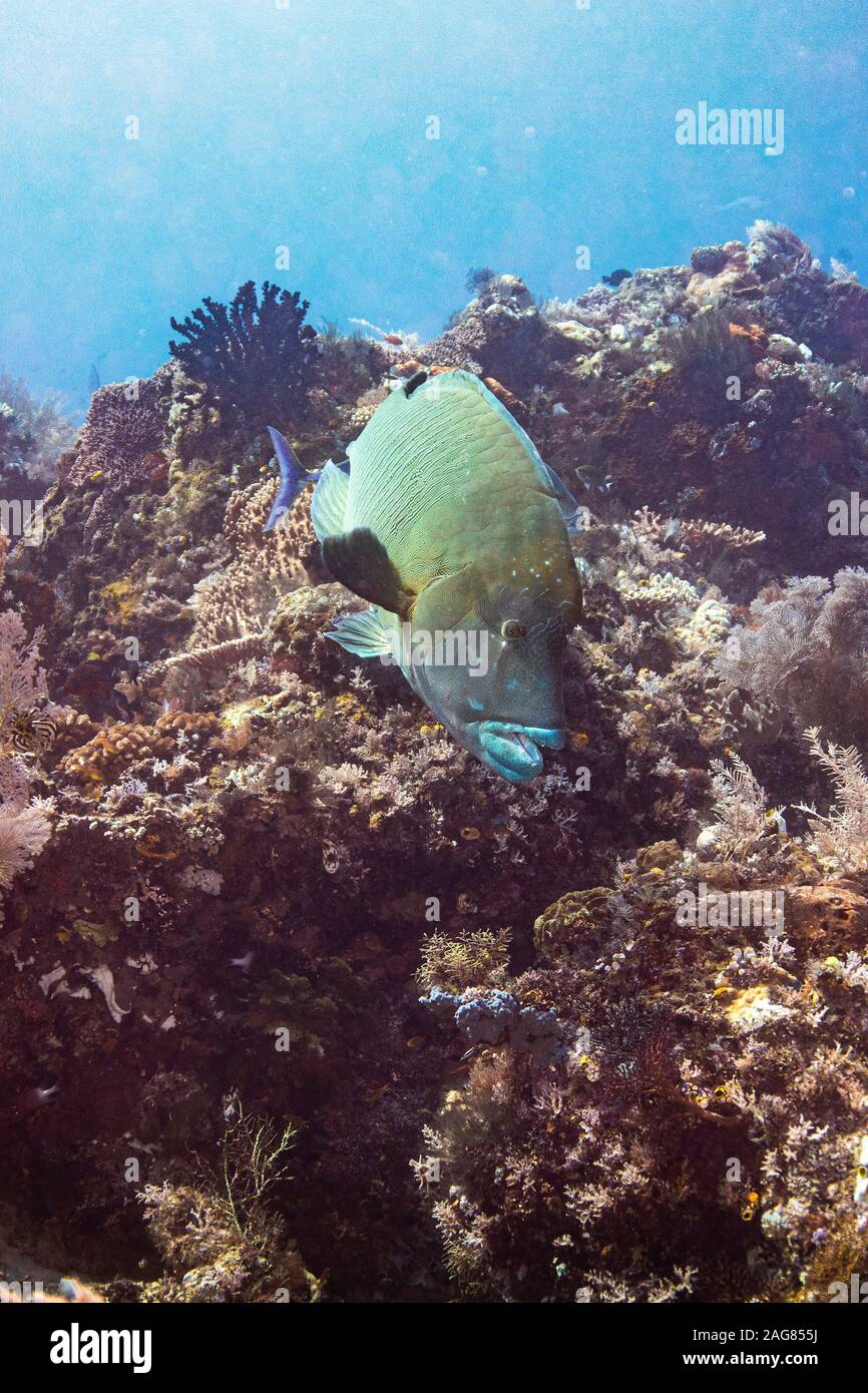 Bumped parrot fish tropical coral reef Stock Photo - Alamy