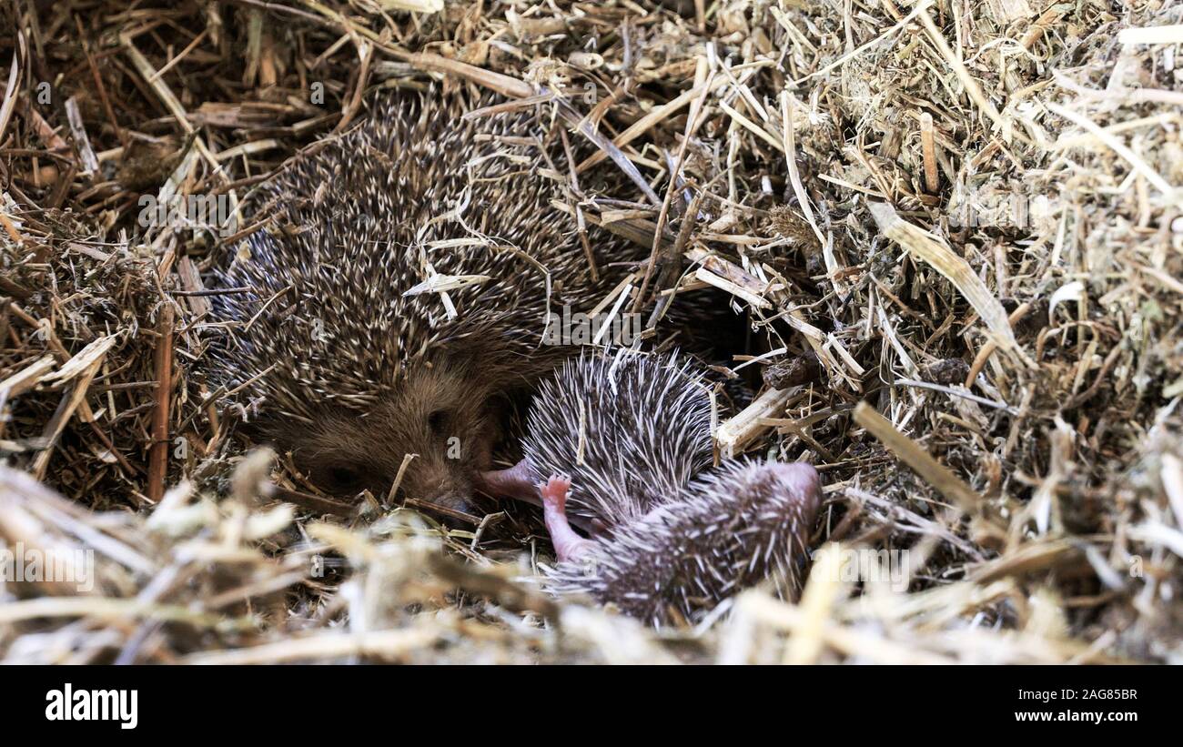 Female hedgehog with young. Southern white-breasted hedgehog (Erinaceus ...