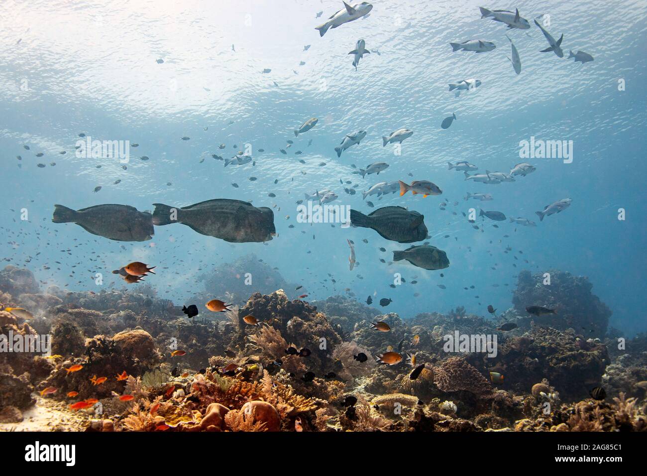 Parrotfish on reef school hi-res stock photography and images - Alamy