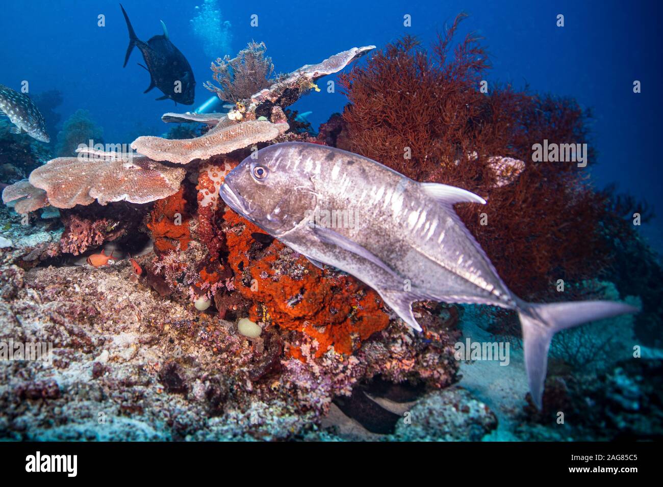 giant trivially in tropical blue water, Raja Ampat, Indonesia Stock ...
