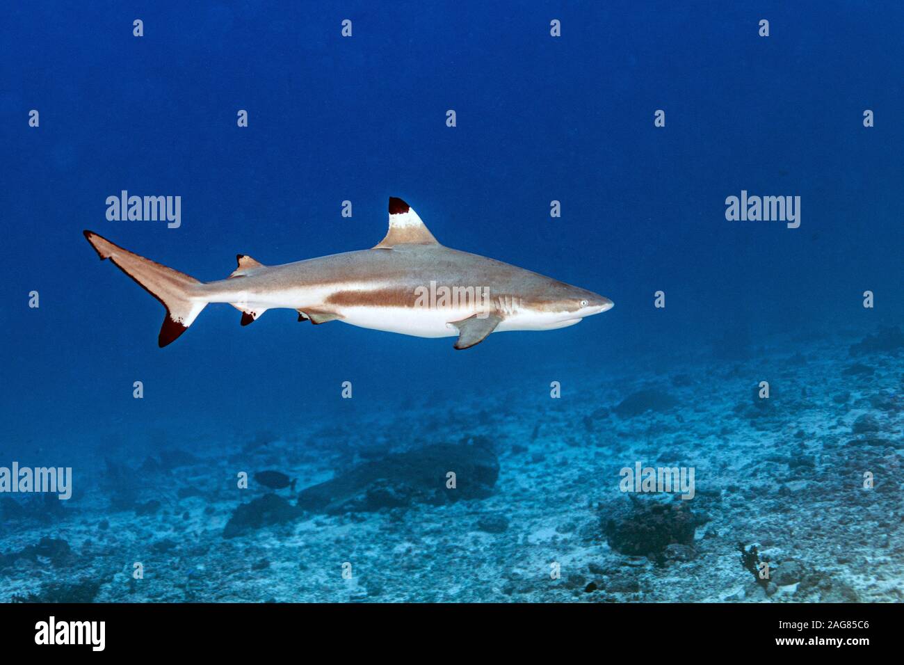 Raja ampat shark hi-res stock photography and images - Alamy