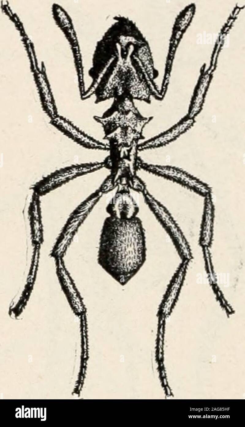 . Ants; their structure, development and behavior. FIG. 187. Fungus ...