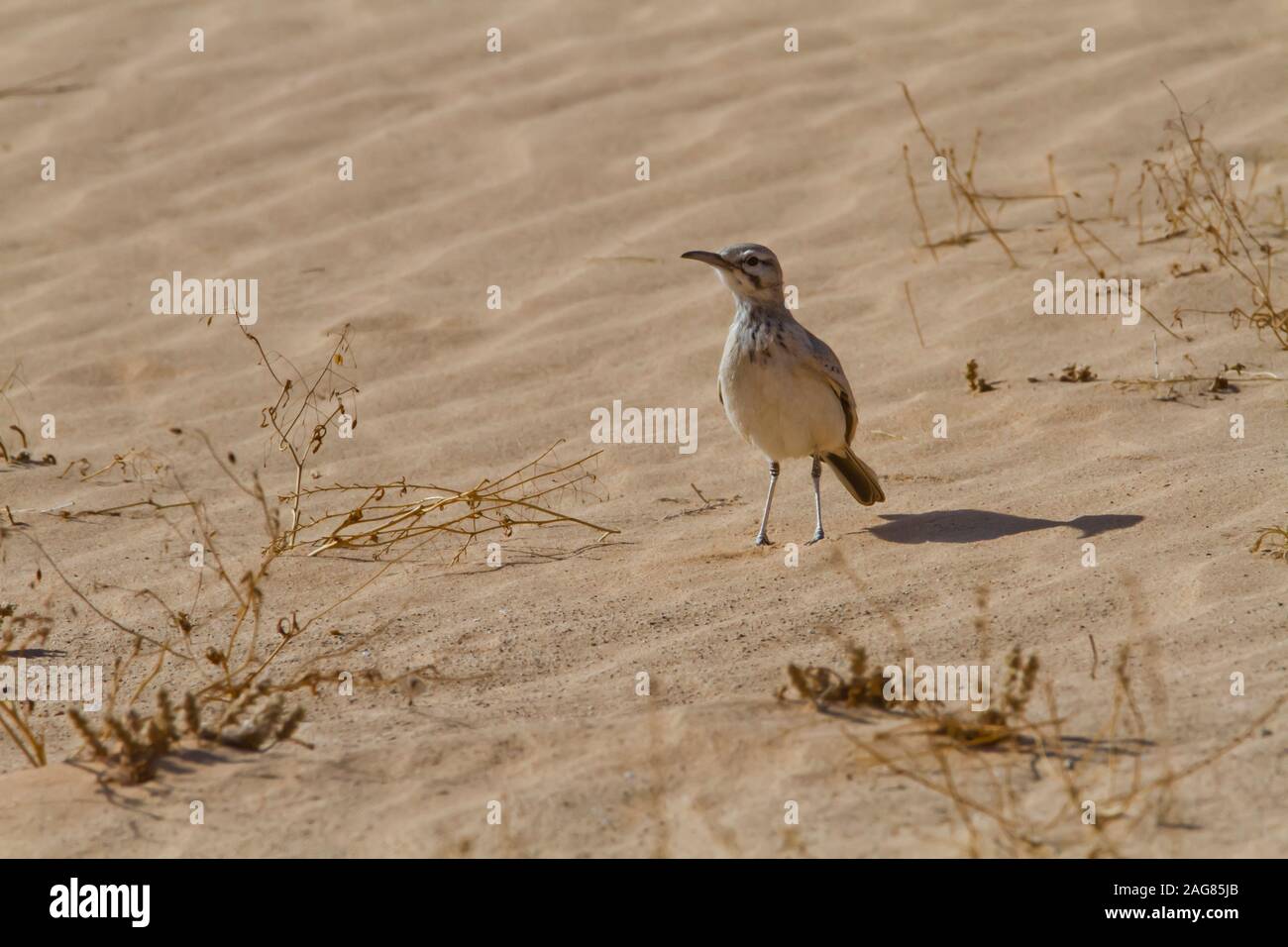 Greater hoopoe-lark in the desert. The greater hoopoe-lark (Alaemon ...