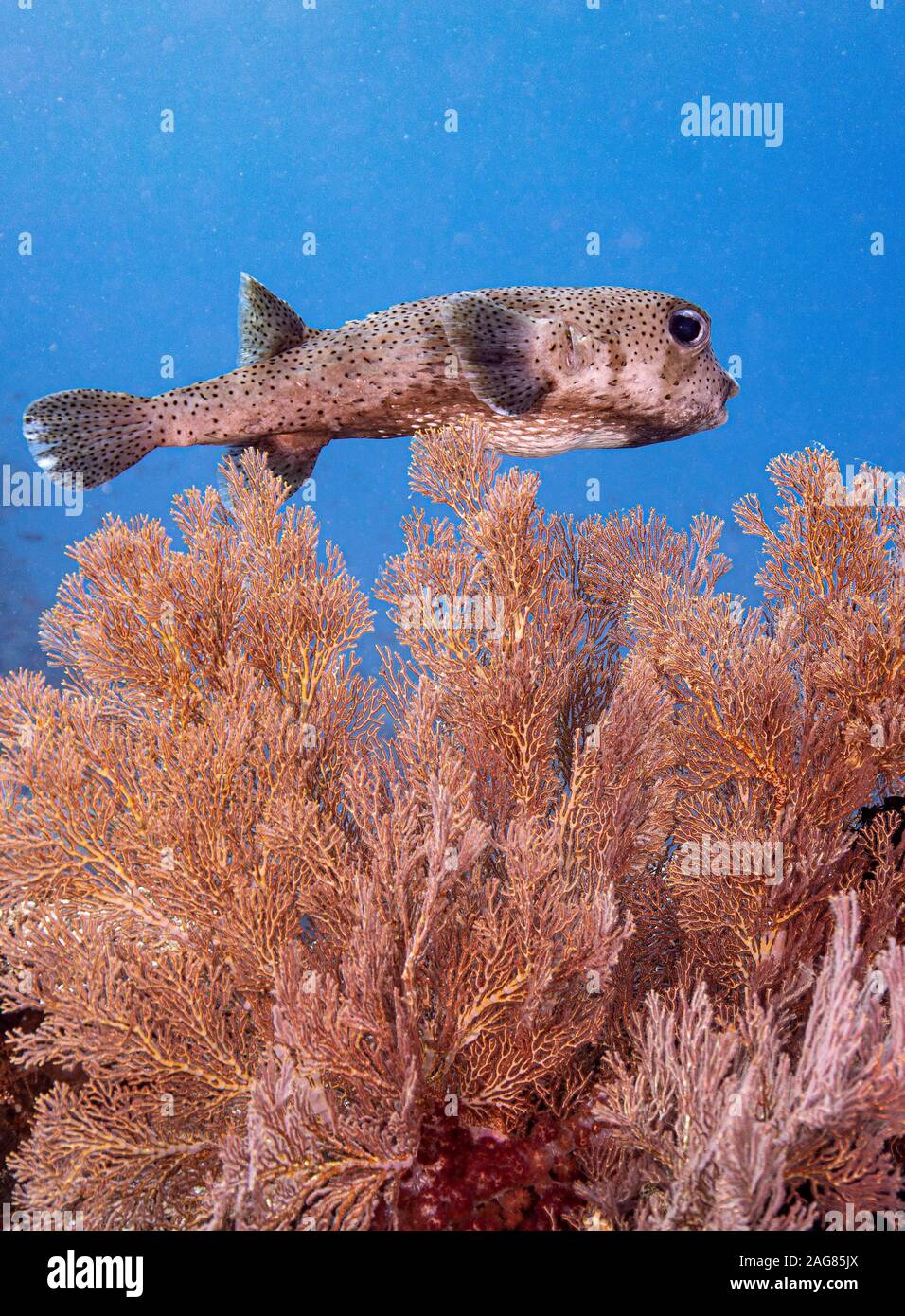 box fish swimming near coral underwater tropical reef Stock Photo - Alamy