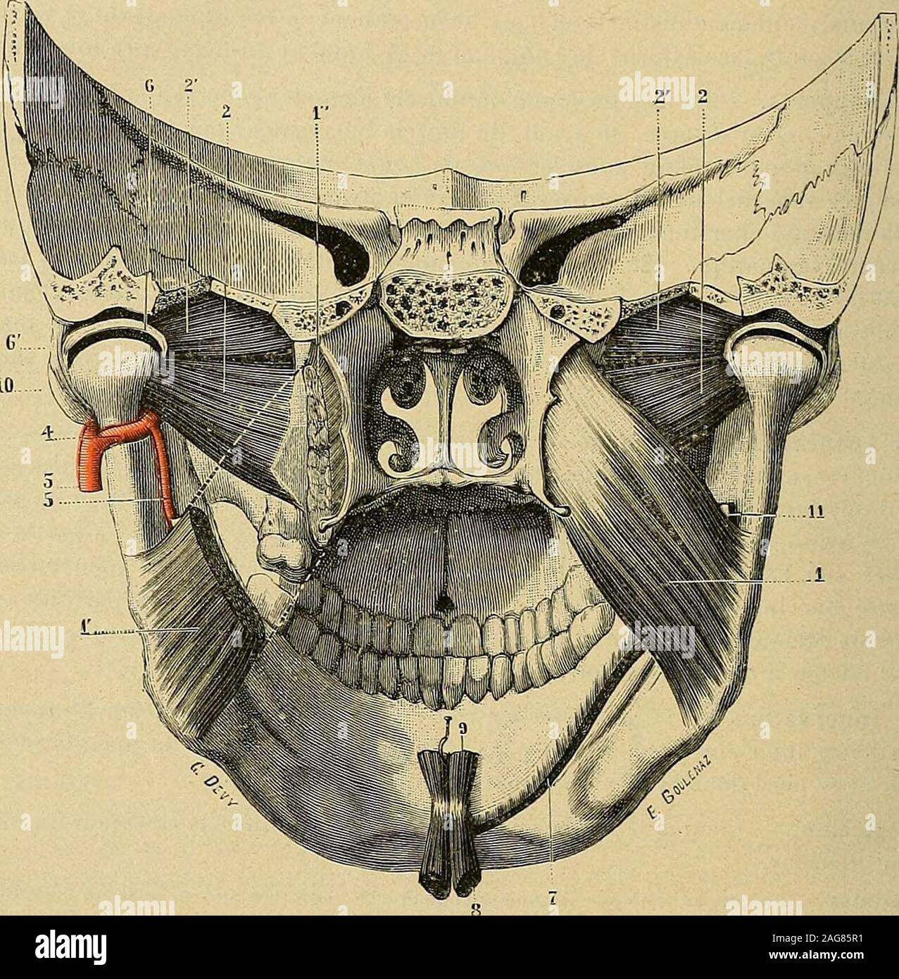 . Traité d'anatomie humaine : anatomie descriptive, histologie ...