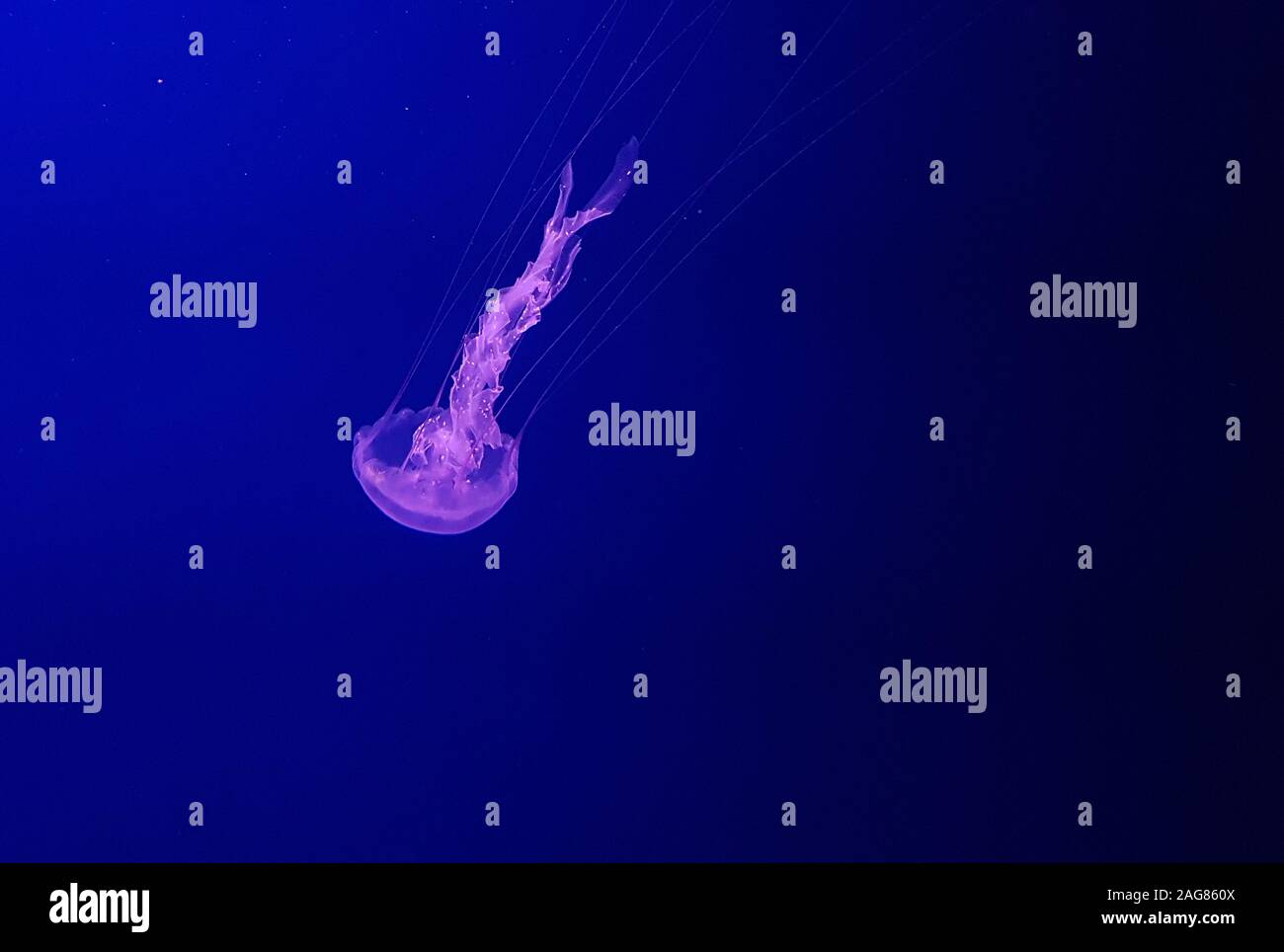 Beautiful colorful jellyfish in aquarium. Jellyfish from sea Stock ...
