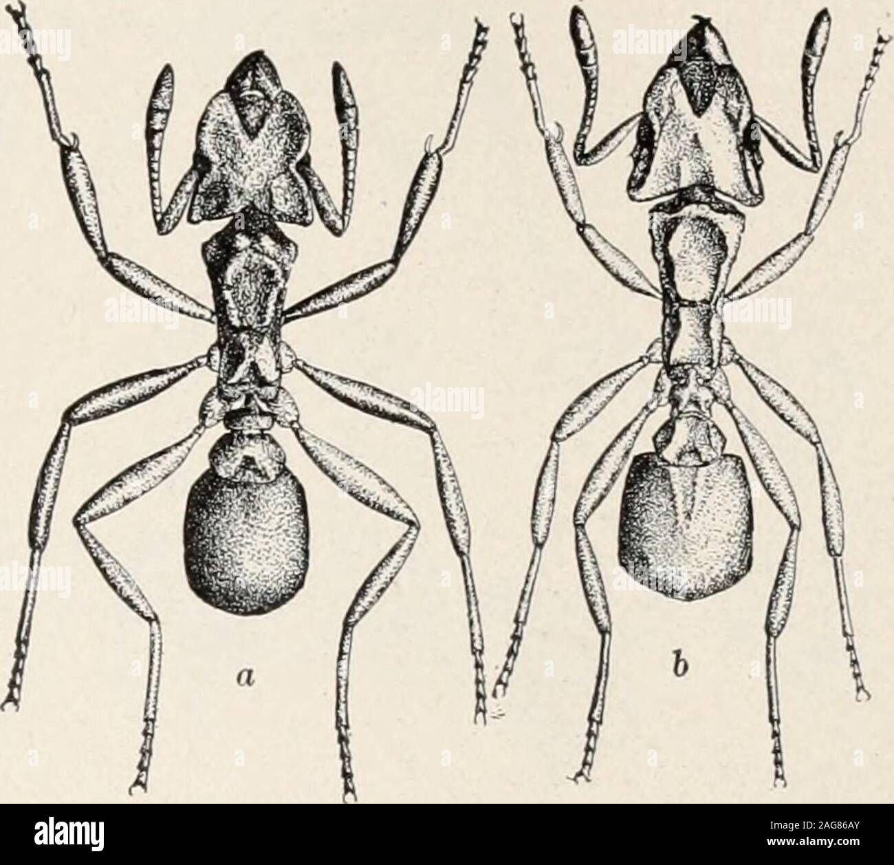. Ants; their structure, development and behavior. FIG. 185. Worker ...