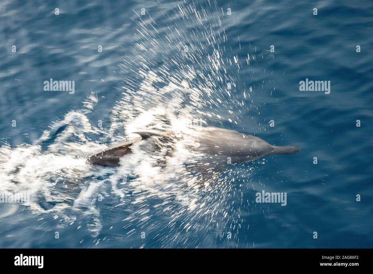 Fast swimming dolphin hi-res stock photography and images - Alamy