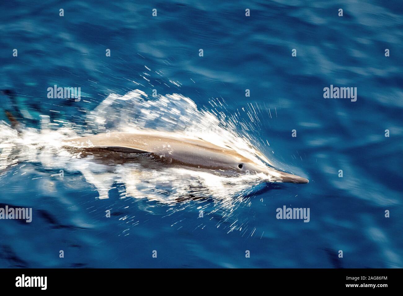 Fast swimming dolphin from above Stock Photo - Alamy