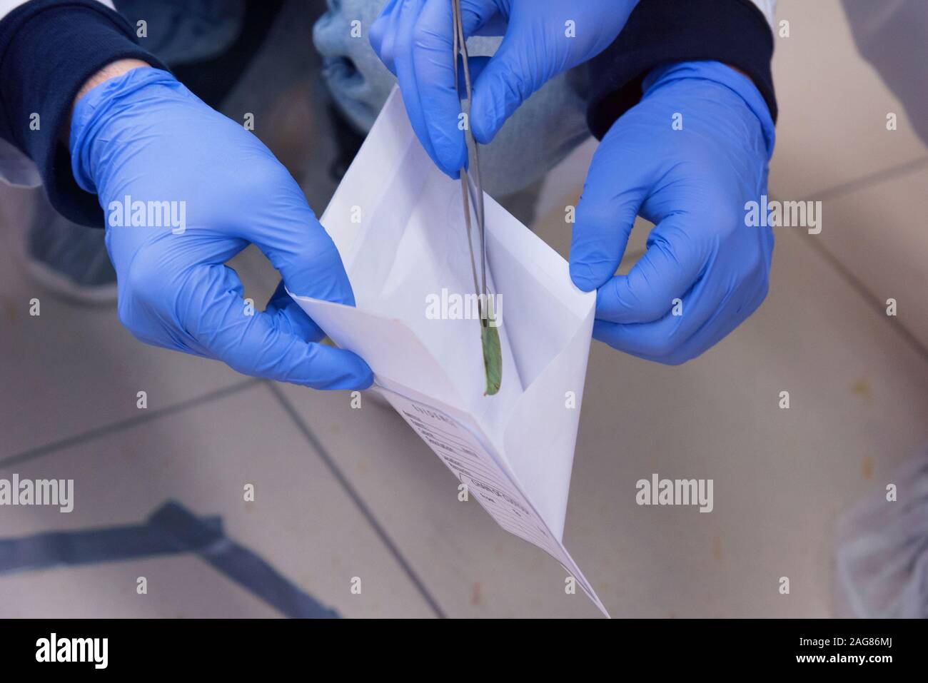 Forensic technicians taking DNA sample from blood stain with cotton ...