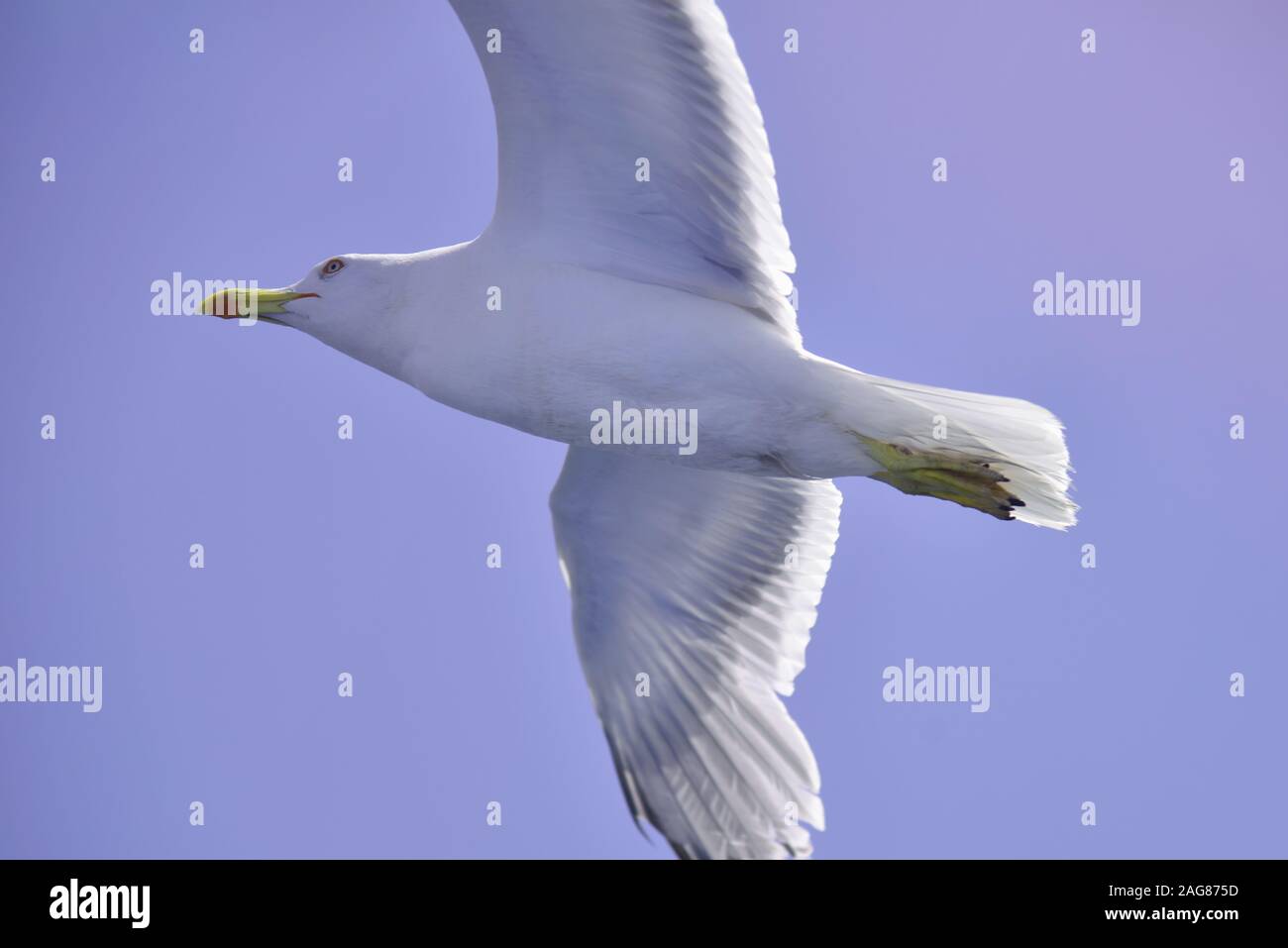 Flying seagull over the sea Stock Photo - Alamy