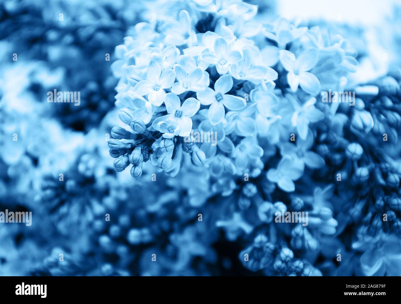 spring lilac flowers - nature background toned classic blue color Stock ...