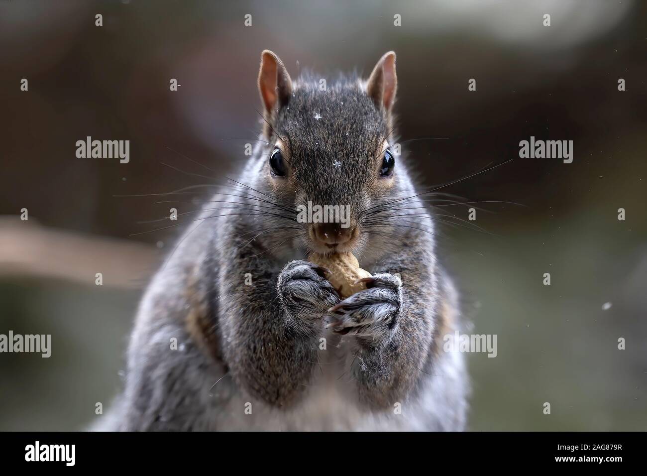 Eastern gray squirrel on on the feeder, known as the grey squirrel is ...