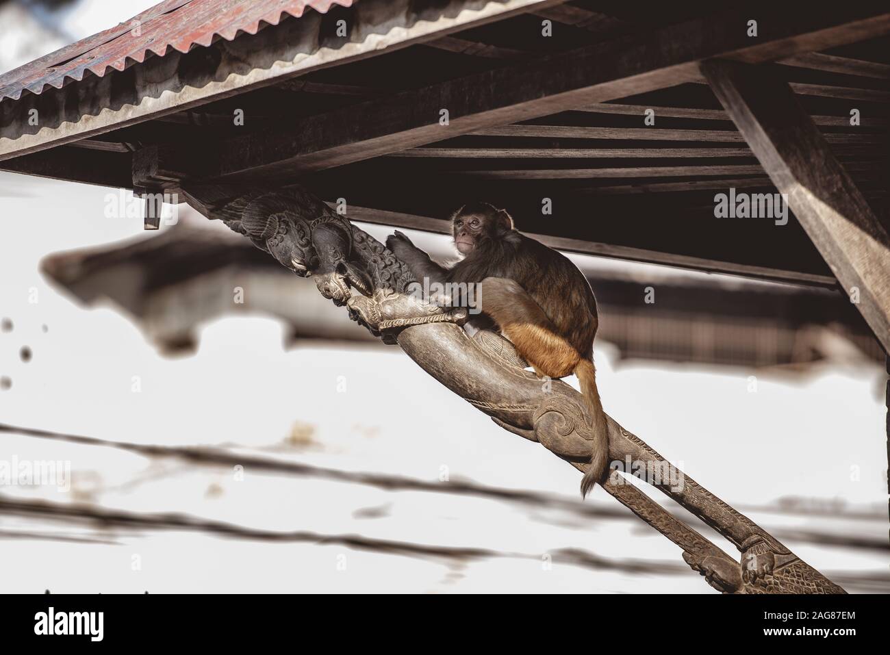 Monkey sitting on a temple pillar Stock Photo - Alamy