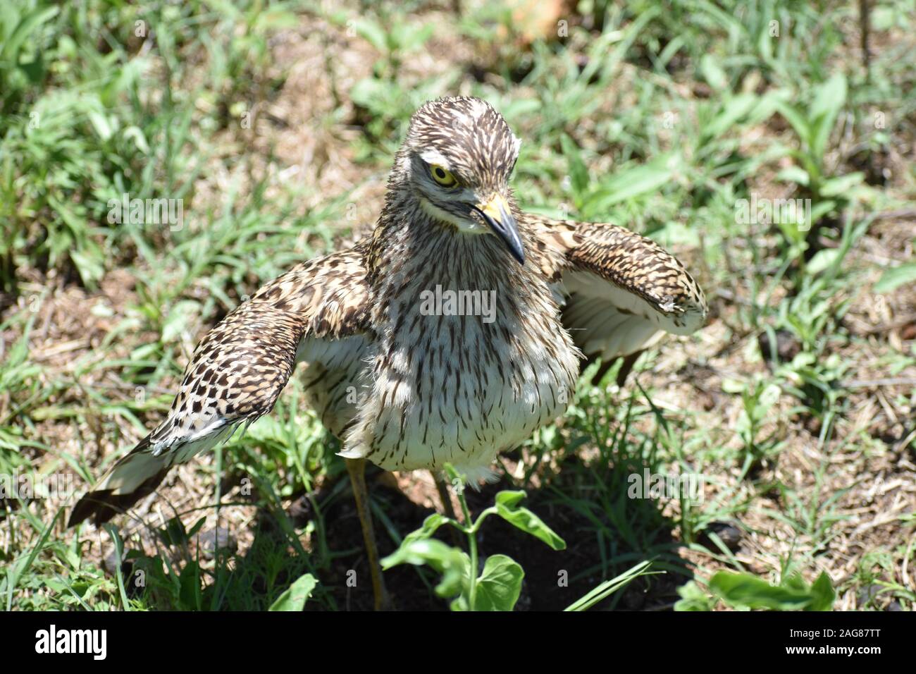 Miiby bird hi-res stock photography and images - Alamy