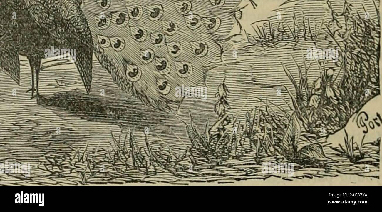 Coppery body plumage hi-res stock photography and images - Alamy