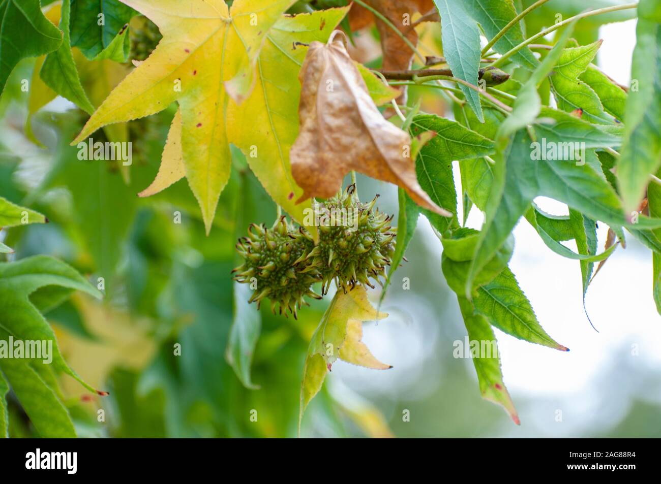 American sweetgum (Liquidambar styraciflua), also known as American ...
