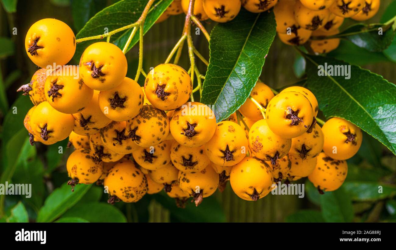 Pyracantha (Firethorn) berries in autumn colours Stock Photo - Alamy