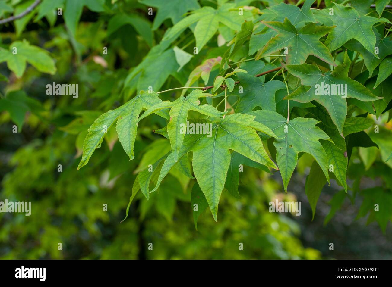 American sweetgum (Liquidambar styraciflua), also known as American ...