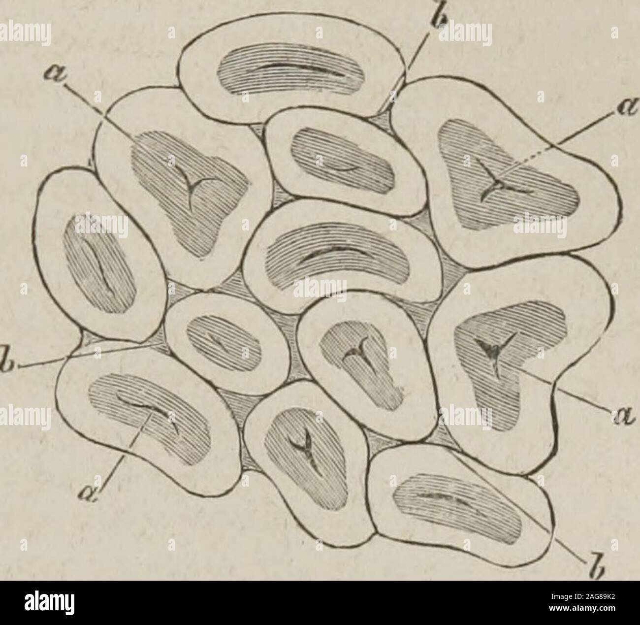 Interlobular veins hi-res stock photography and images - Alamy