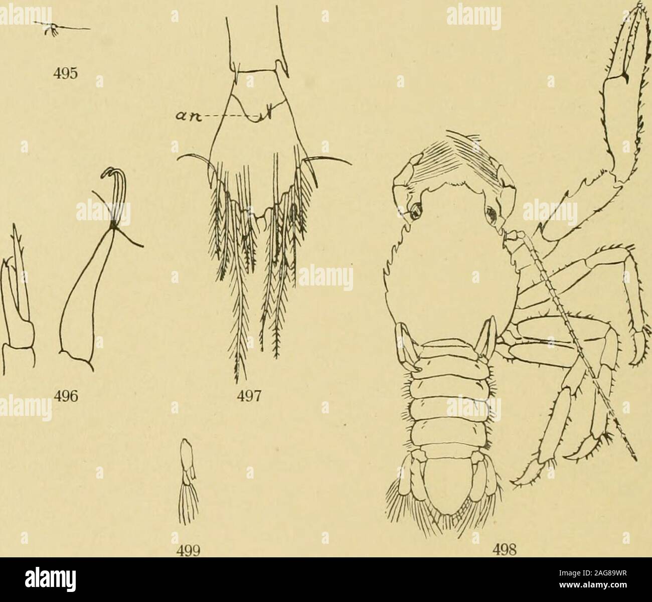 Crustacea decapoden hi-res stock photography and images - Alamy