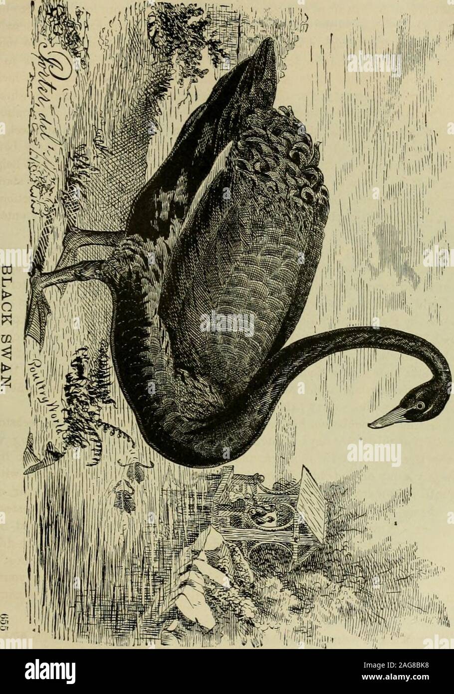 Ten swans hi-res stock photography and images - Alamy