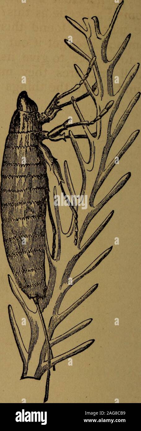 Getson hi-res stock photography and images - Alamy