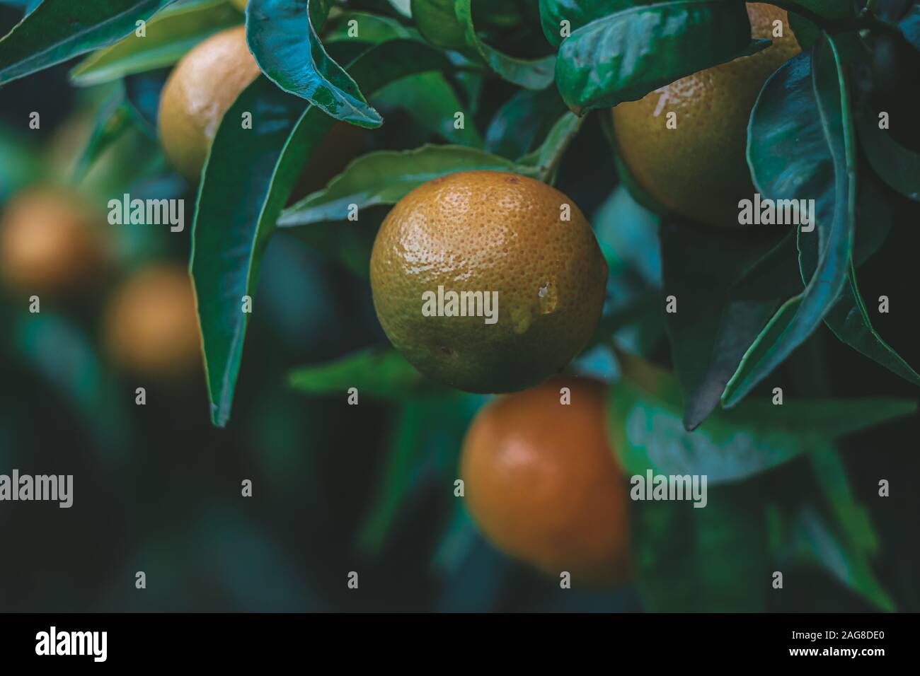 Epicure apple on tree hi-res stock photography and images - Alamy