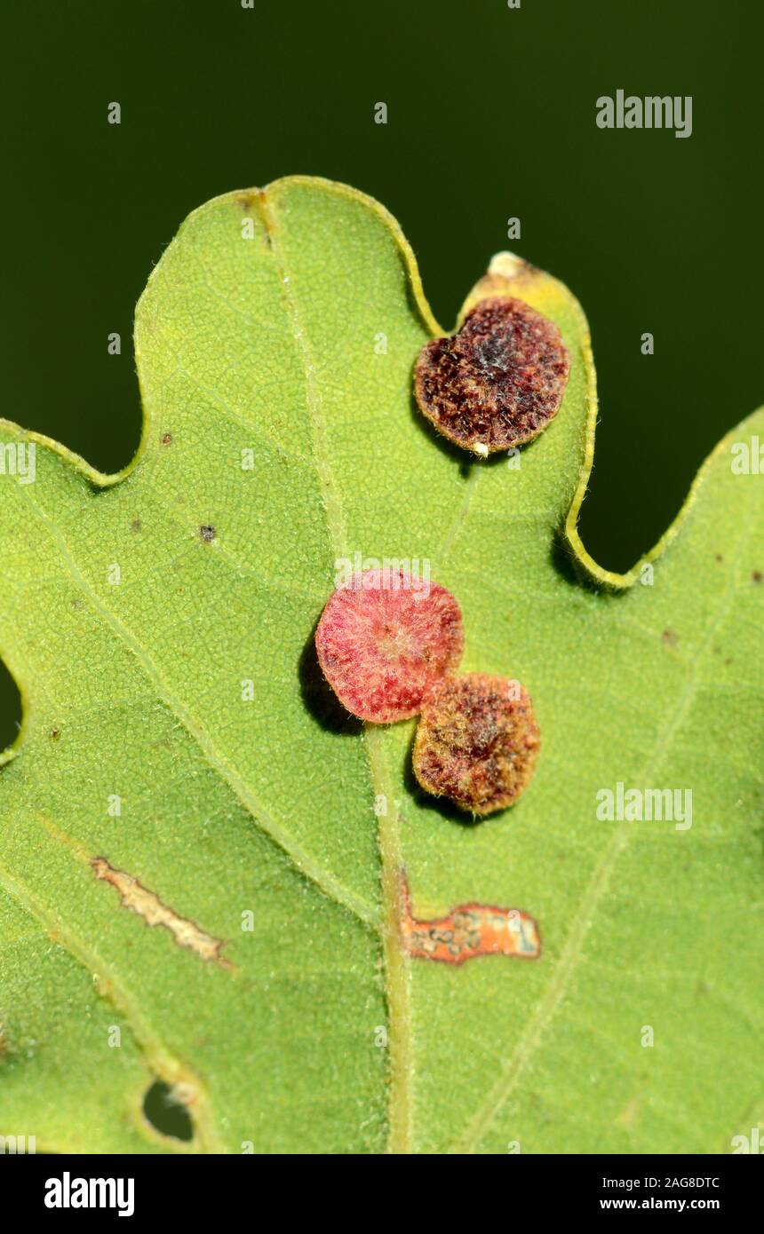 Spangle Galls Neuroterus sp on Oak Leaf of Pubescent Oak or Downy Oak ... Spangle Galls Neuroterus sp on Oak Leaf of Pubescent Oak or Downy Oak ...