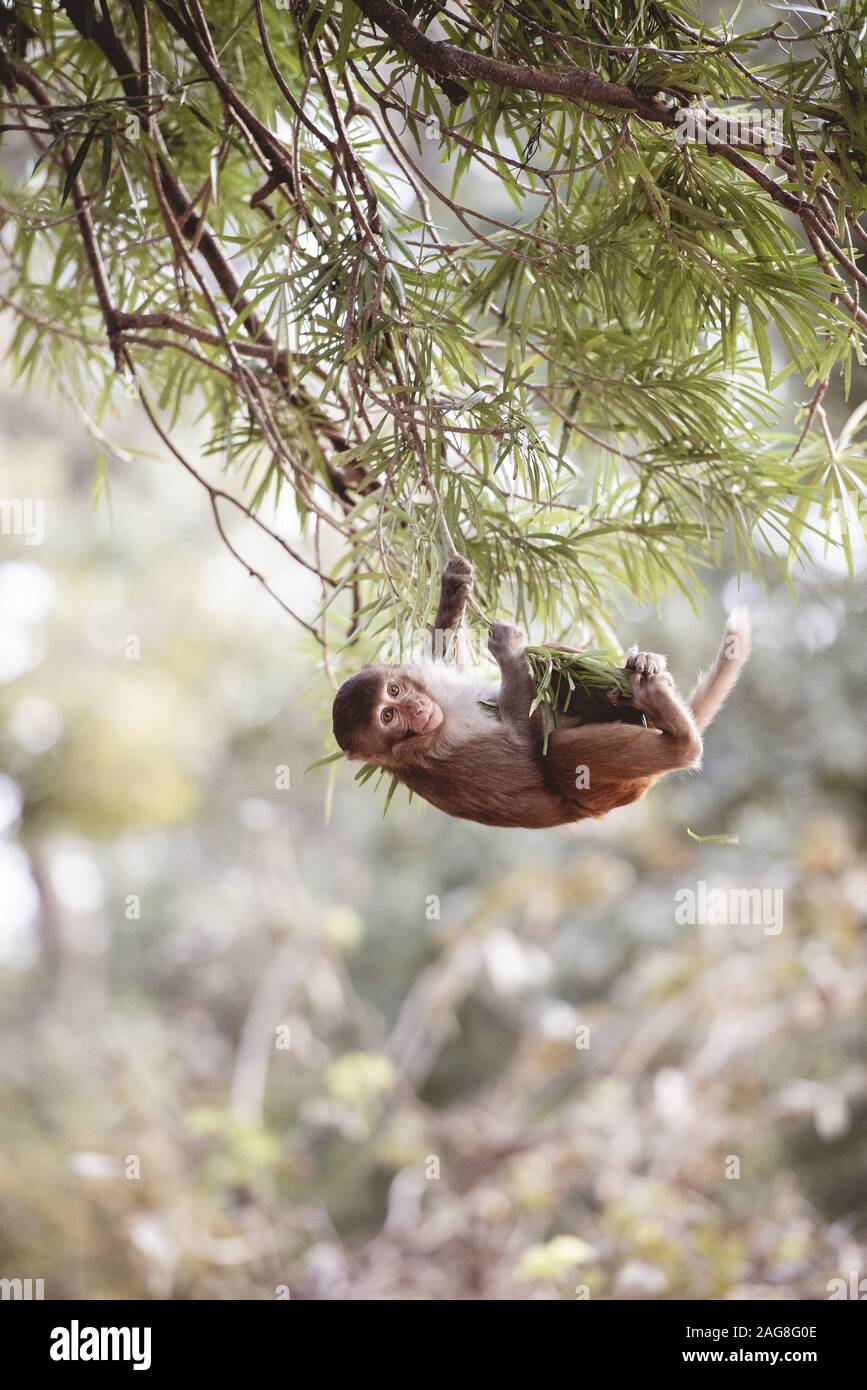 Cartoon funny monkey hanging on hi-res stock photography and images - Alamy